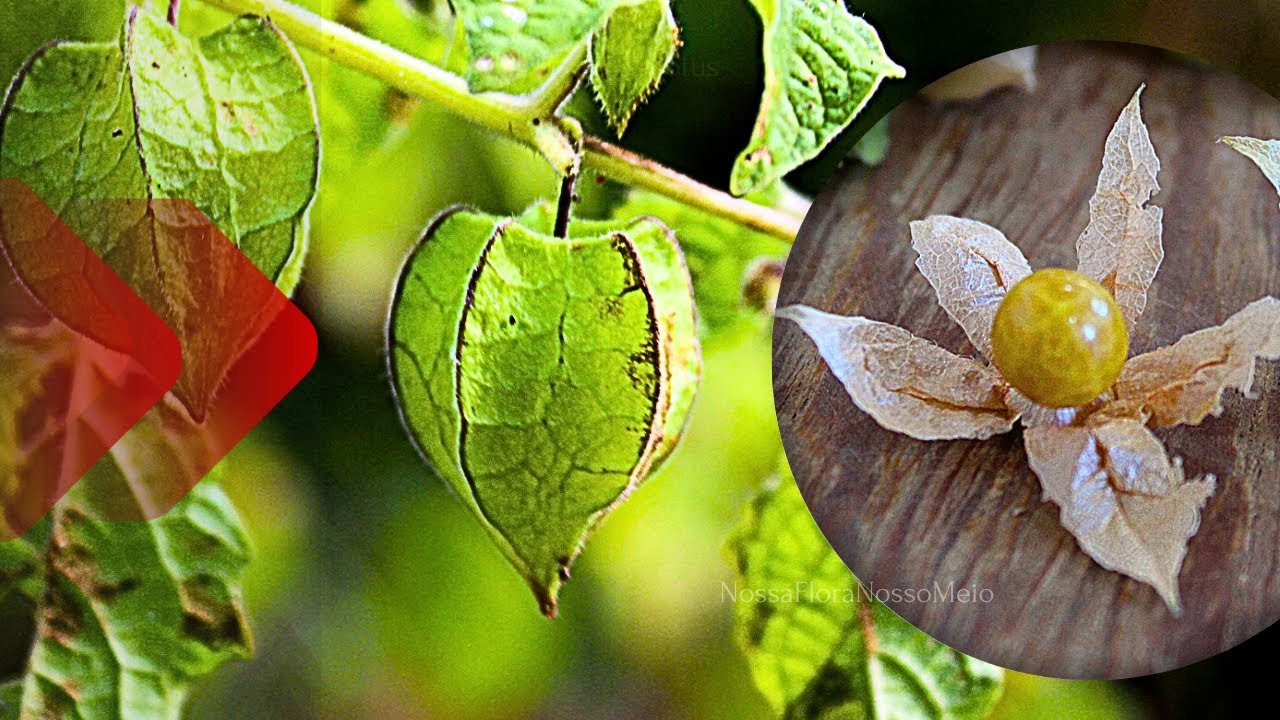 Physalis (camapu) e seus BENEFÍCIOS - YouTube