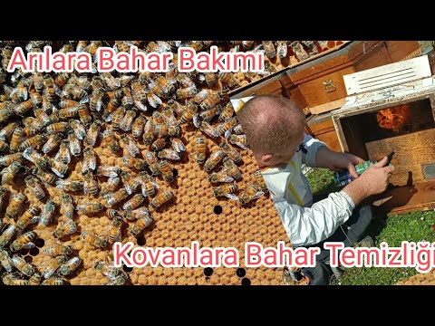 ARILARA BAHAR BAKIMI , KOVANLARDA BAHAR TEMİZLİĞİ