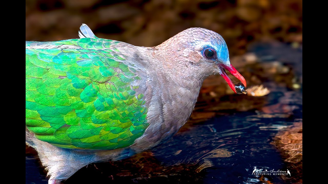Discovering the hidden beauty and unique behavior of the Emerald Dove ...