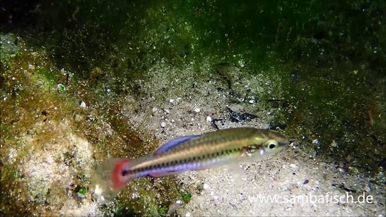 Ein Killifisch aus Nordamerika in seinem Habitat Lucania goodei - YouTube