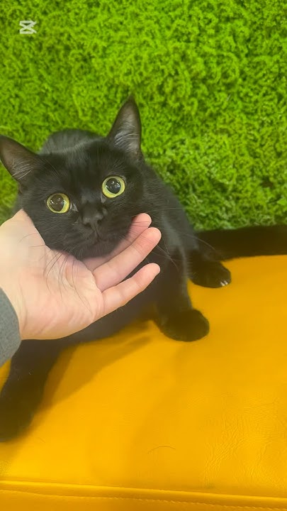 KOLA The Black Cat. Grooming time. Groom your Cat. #catlover - YouTube