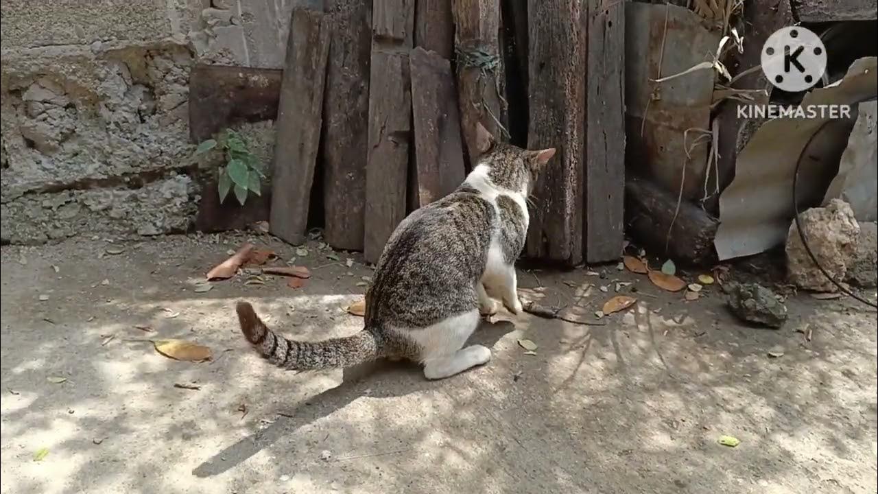 WHAT HAPPEN TO THE RAT UNTIL END || MY FUNNY CAT - YouTube WHAT HAPPEN TO THE RAT UNTIL END || MY FUNNY CAT - YouTube