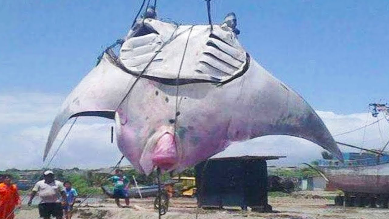 15 Abnormally Large Strange Animals That Are Actually exist - YouTube