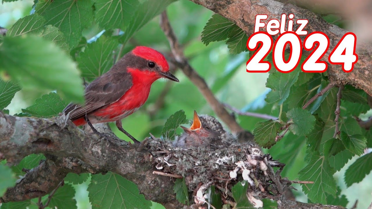 ESPECIAL de las AVES en PRIMAVERA * BIRDS SPECIAL in SPRING - YouTube