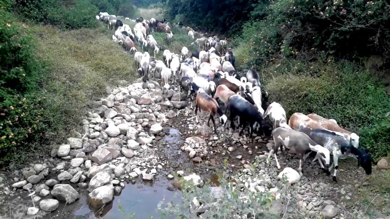 🐏🐑 Dhangar Shepherd with his sheeps at the river #trending #viral # ...