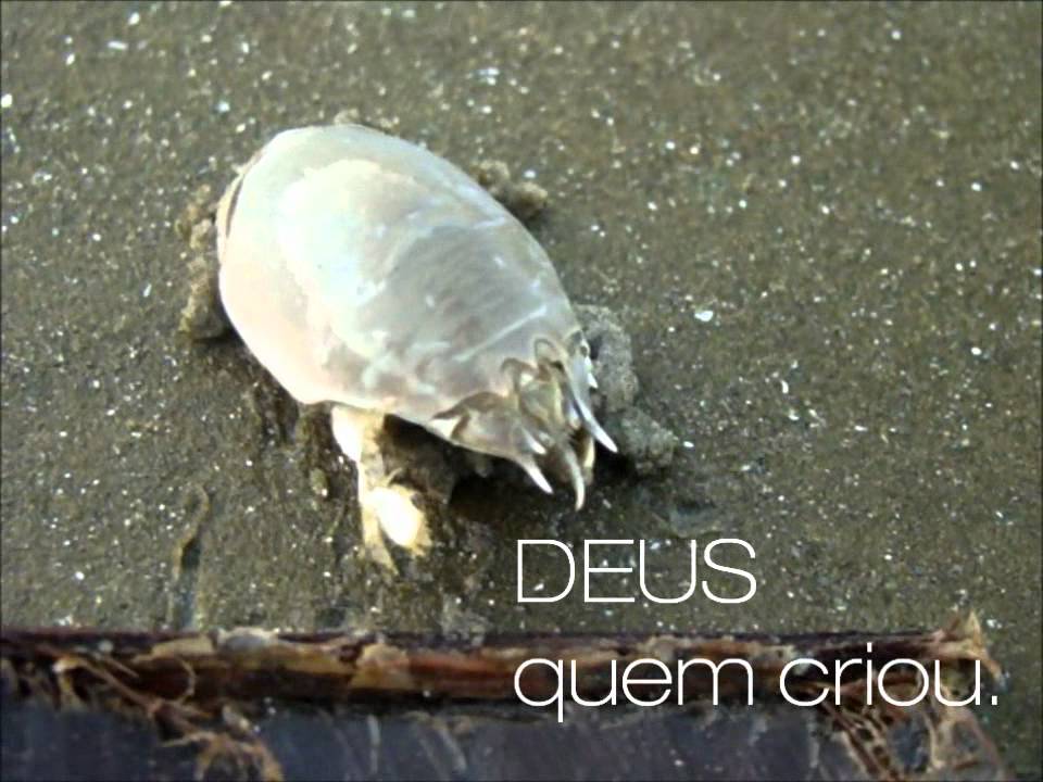Mensagens evangelicas - Tatu do Mar - YouTube