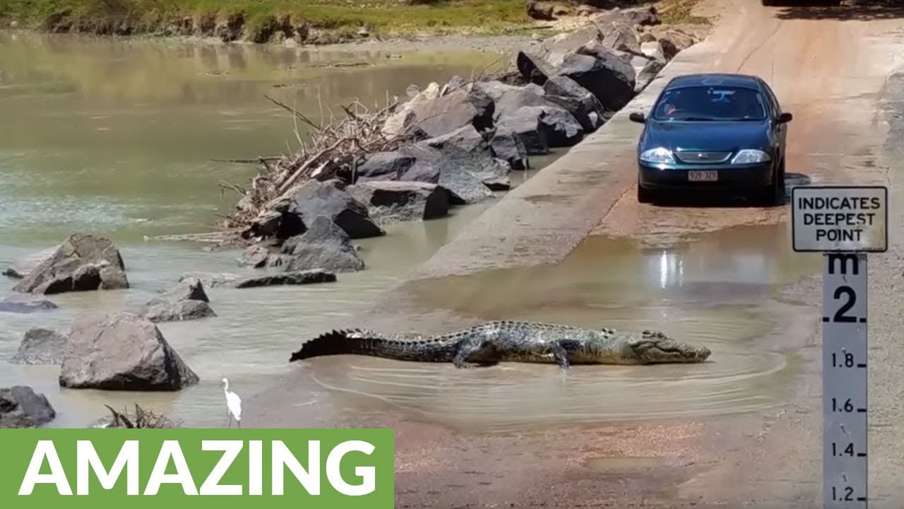 Massive croc stops traffic to cross road - YouTube
