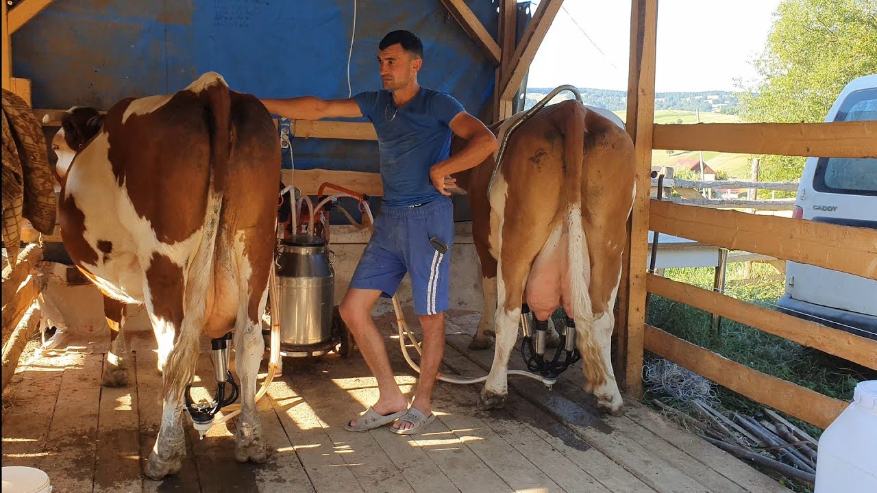 ‼️CUM SE MULG VACILE IN VARFUL MUNTELUI‼️ - YouTube