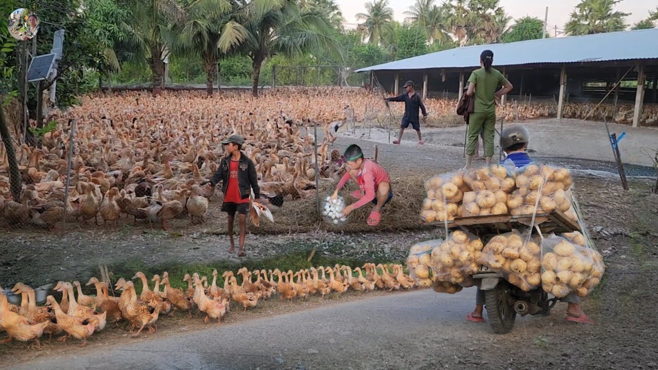 How a farm owner marks 10,000 ducks every night to make a fortune - YouTube