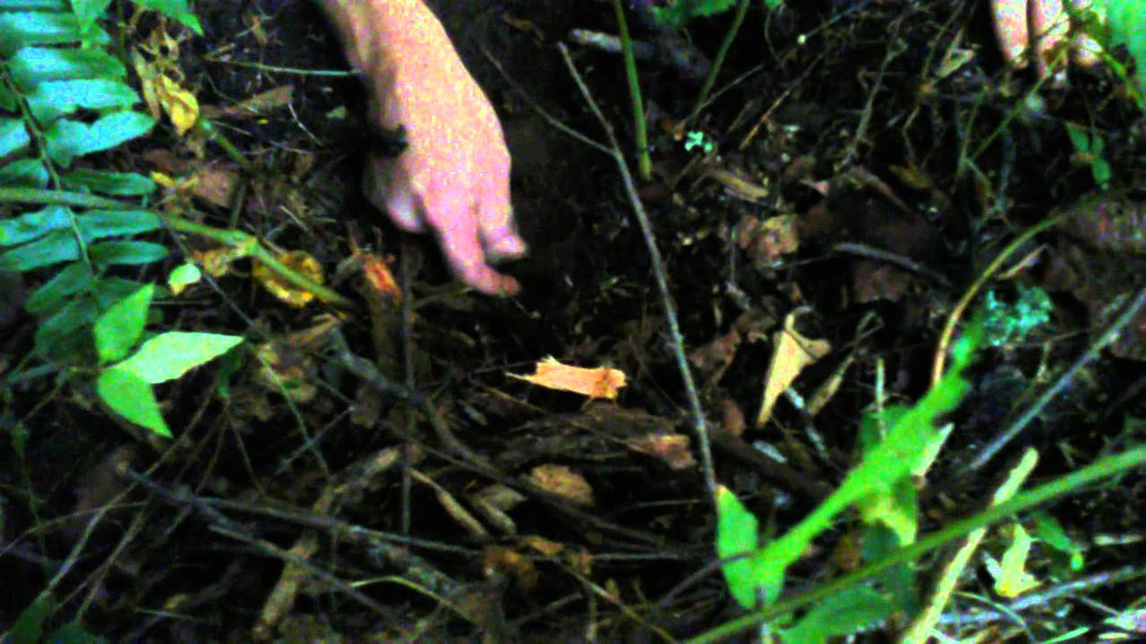 Biggest Ginseng Root I've Ever Dug! - YouTube
