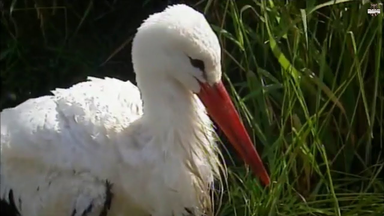 Stork hunting Grass Snake and feeding to Chicks - Amazing Videos | Wild ...