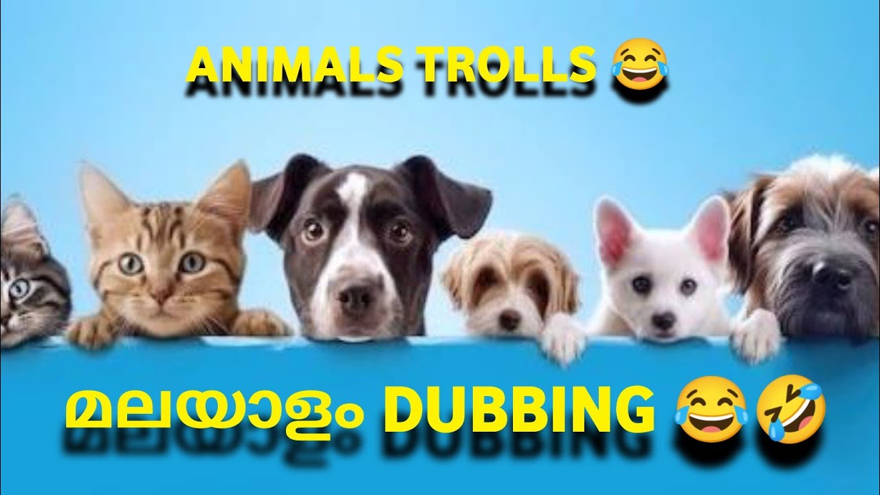Animal funny dubbing Malayalam trolls 🤣🤣 | troll animals | #jk7trolls ...