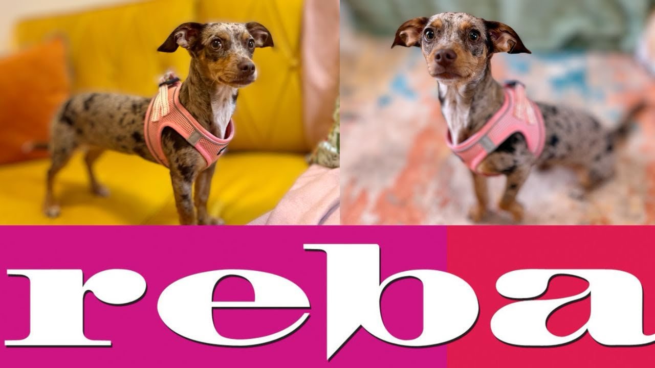 Reba is ready to never stop loving you! Adopt this sweet dapple ...