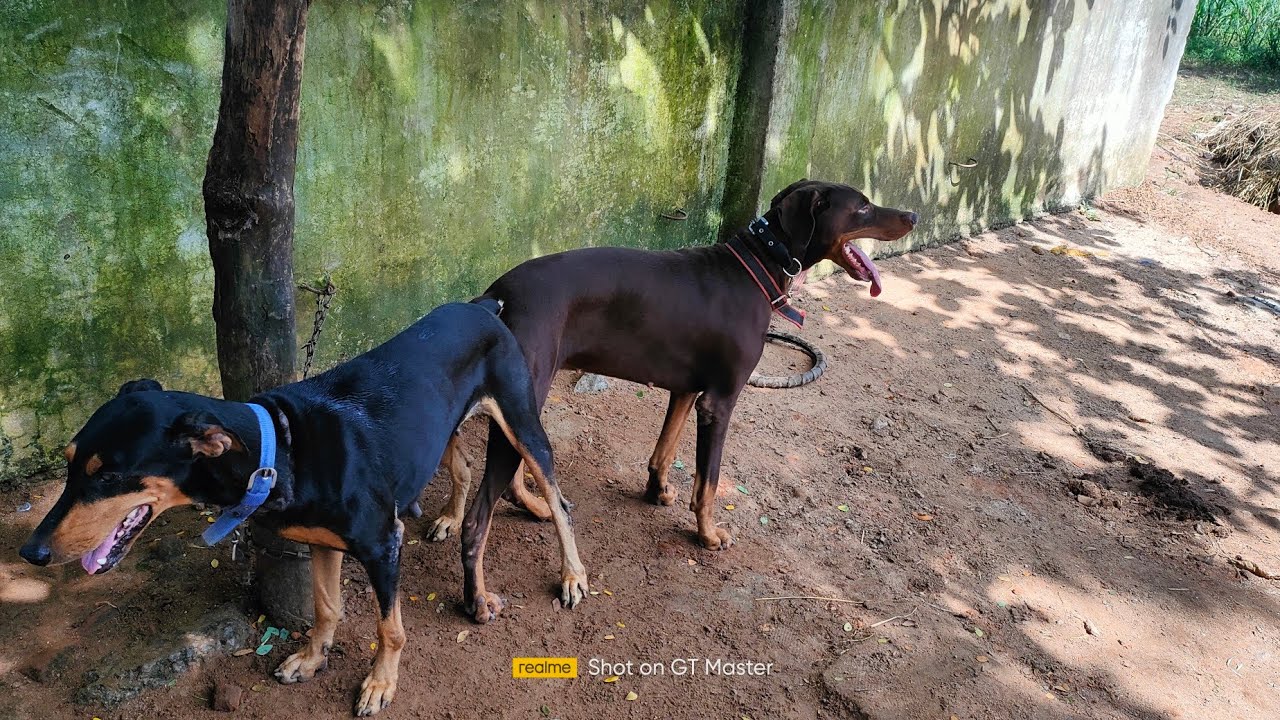 American Female Doberman And European Male Doberman Mating | Doberman ...
