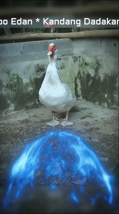 Mc. Artur‼️ Bangsong Jumbo Bobot 6KG up | Kandang Dadakan Malang - YouTube