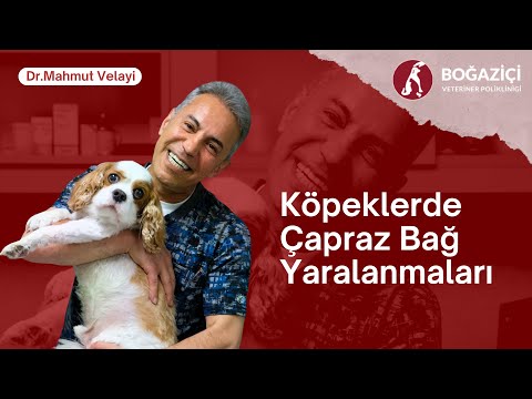 Köpeklerde Çapraz Bağ Yaralanmaları