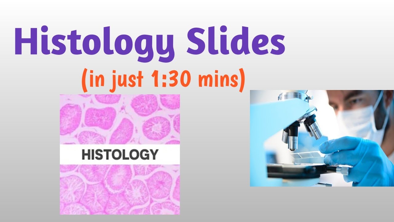 Histology Slides for Pathology | Pathology practical | MBBS 2nd year ...