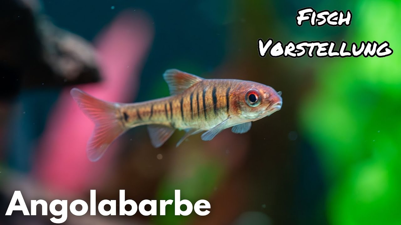 Angolabarbe (Barbus Fasciolatus) | Liquid Nature Fisch Vorstellung ...
