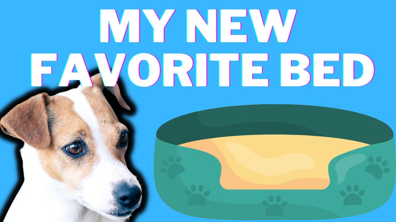 Pup Show Dog Bed Review (Where I Rank This Dog Bed And Why) - YouTube