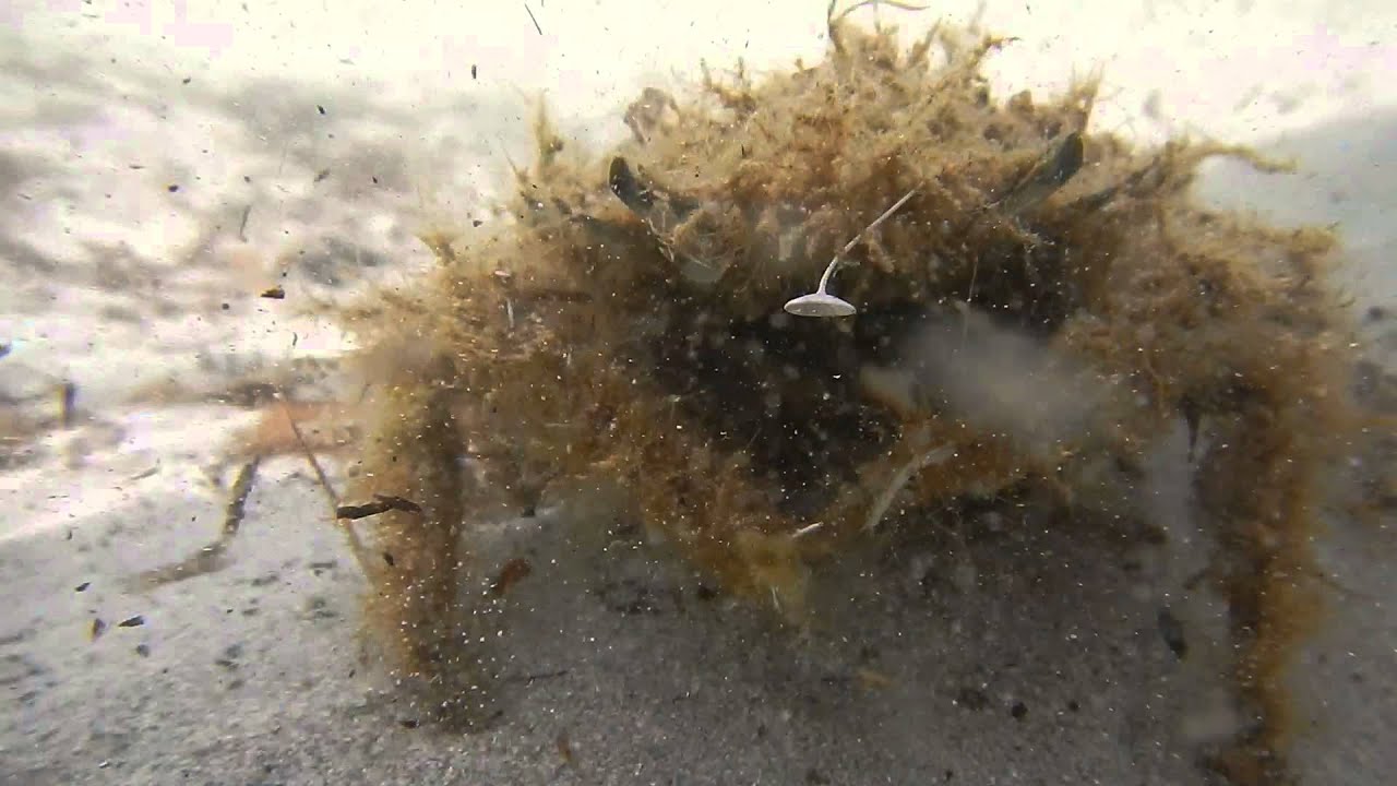 Maja crispata (Kleine Mittelmeer Seespinne) - YouTube
