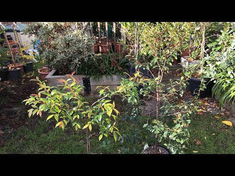 Lilly Pilly ( Syzygium Smithii ) and Magenta Cherry ( Syzygium Paniculatum ) November updates