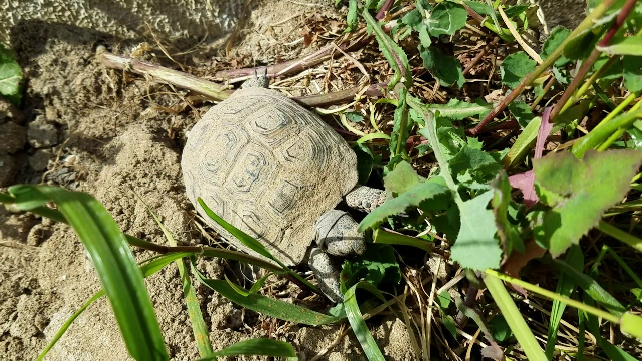 Tortoise woke up from hibernation - YouTube