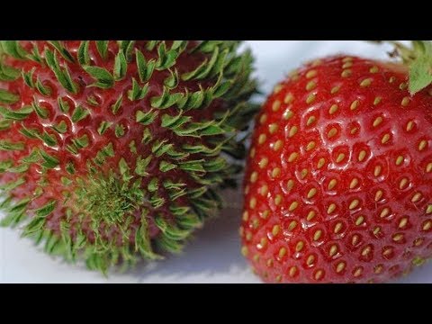 Meyve ve Sebzeler Aniden Çimlenmeye Başlarsa