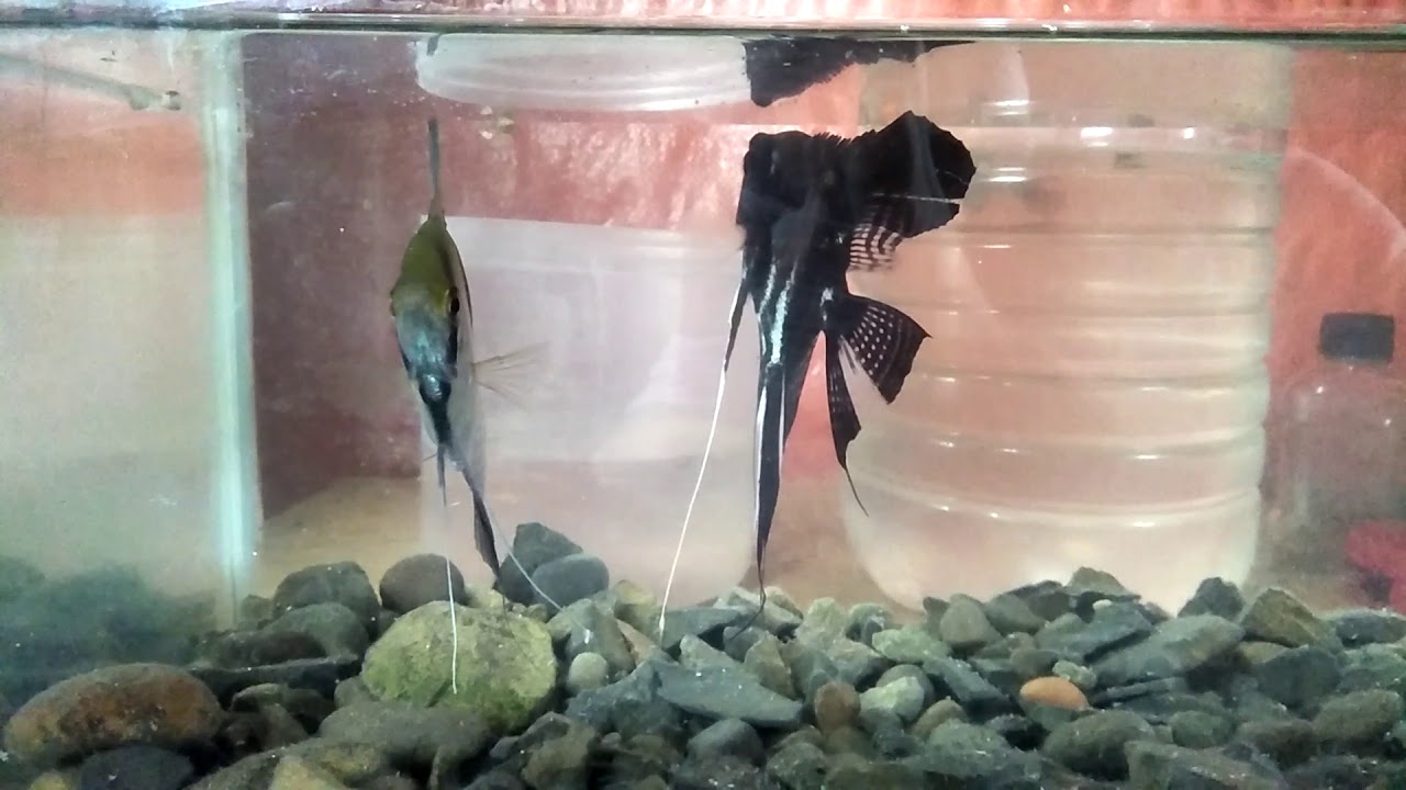 3 Inches Angel Fish | Huge Angel Fish | Big Angel Fish - YouTube
