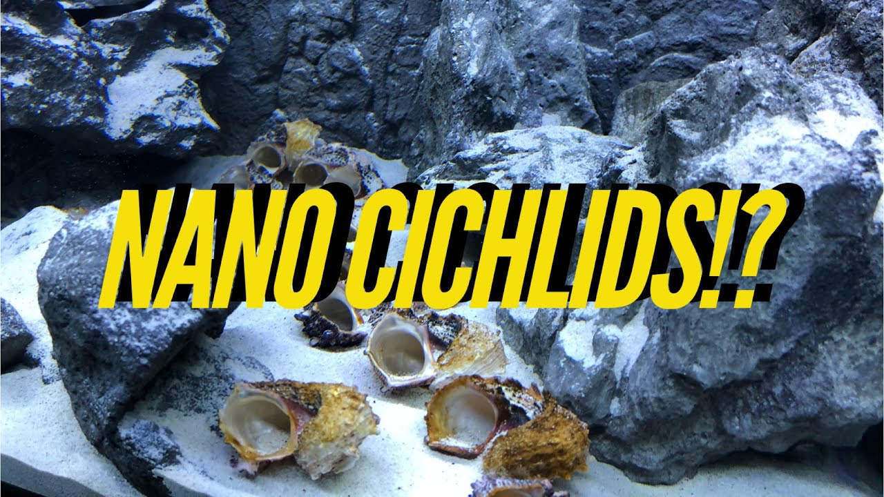 Are Shell Dwelling Cichlids from Lake Tanganyika easy fish? | Jay ...