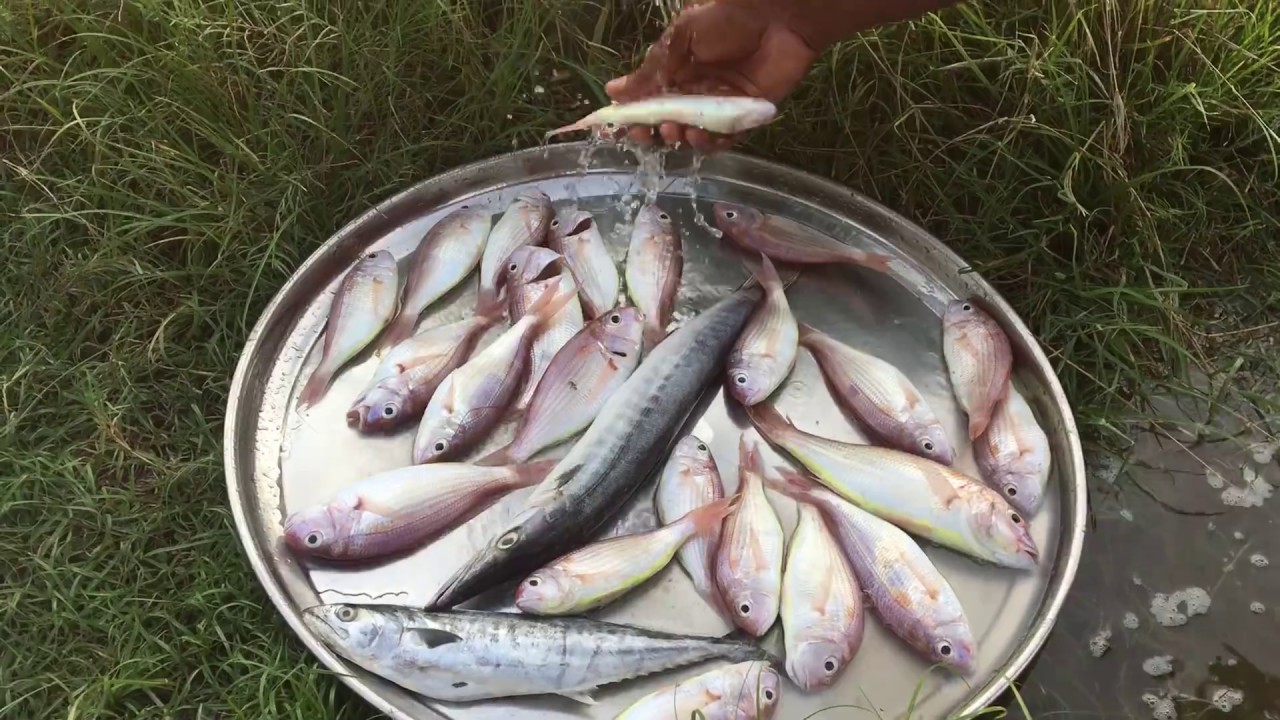 Fish Lollipop - Cooking for the Hard Working People - Catch N Cook ...