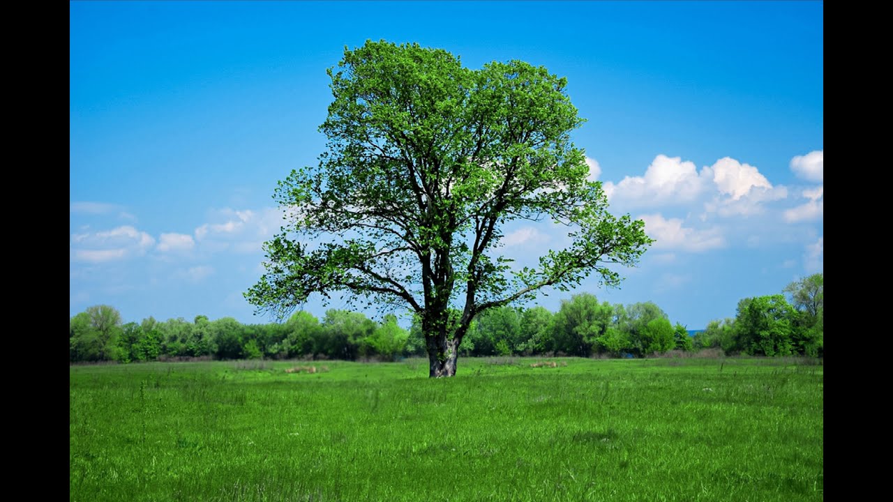 Tree Gaming - YouTube