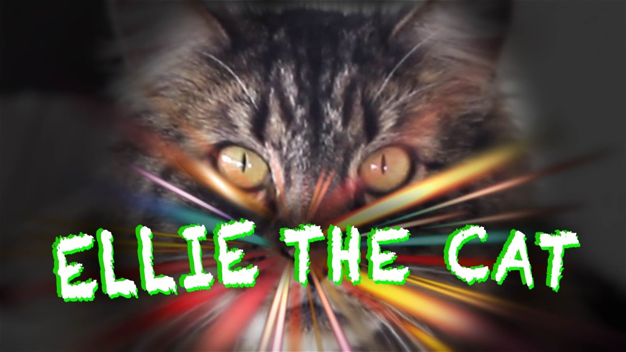 ELLIE THE CAT - YouTube