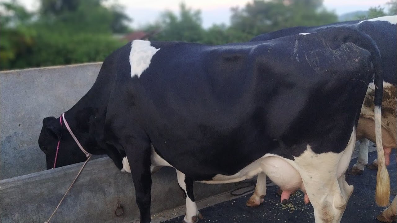 hf cows for sel cow diary form hf cows hf breed Suresh vlogs - YouTube