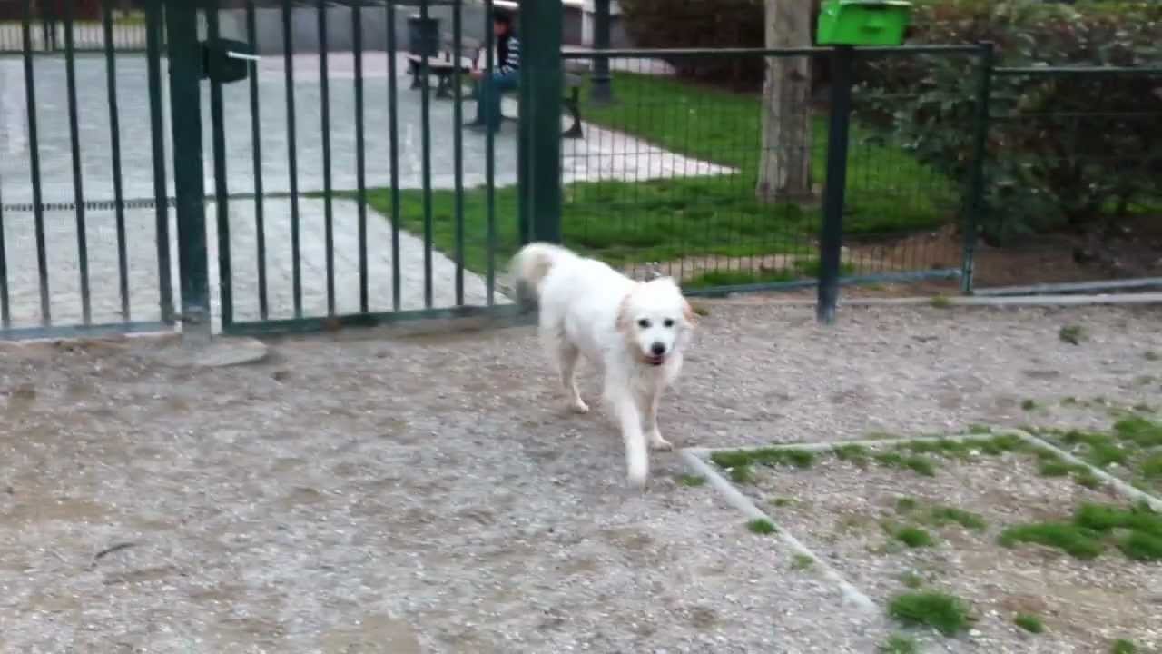 Rescue dog playing for the first time in his life - YouTube
