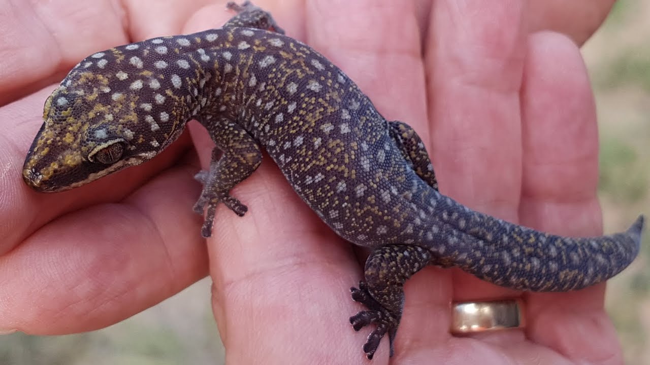 Southern Spotted Velvet Gecko - YouTube