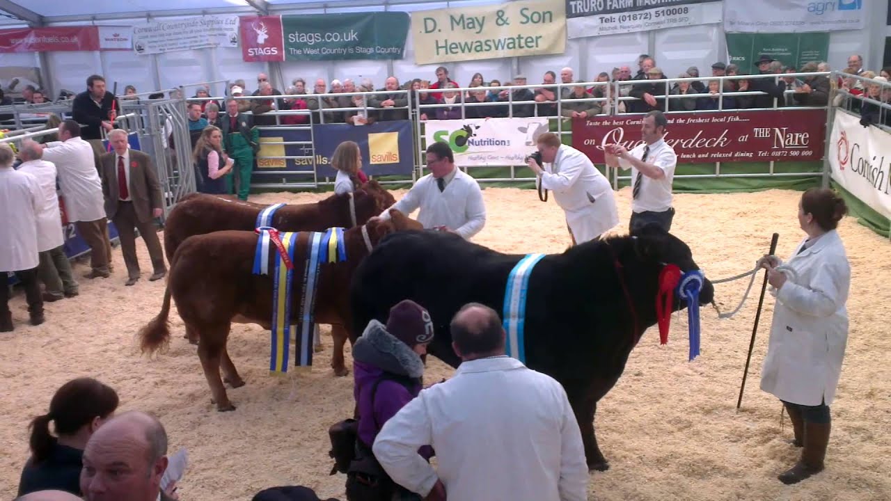 Prime stock show - judging - YouTube