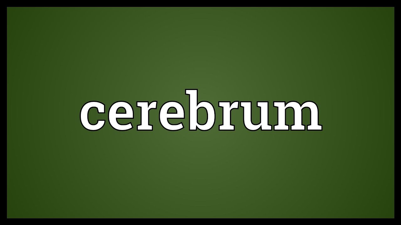 Cerebrum Meaning - YouTube