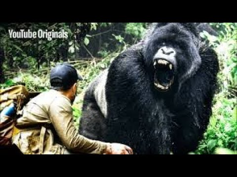 Most dangerous Animals in Congo - YouTube
