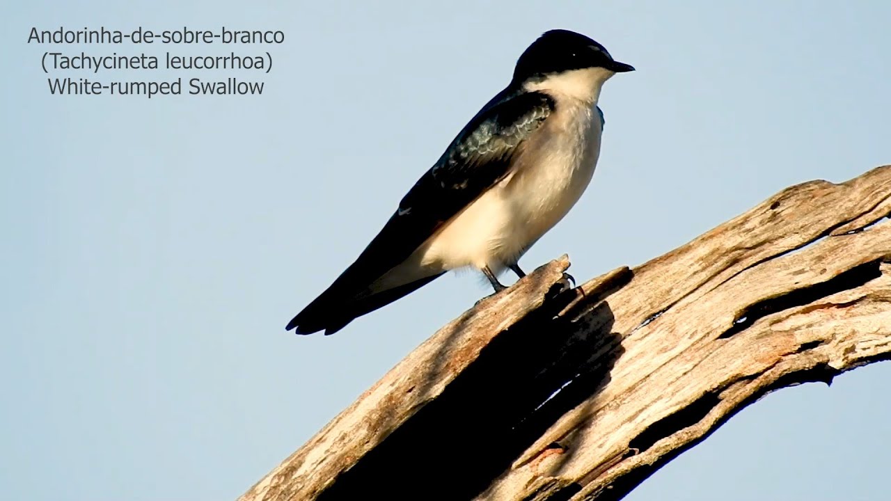 ANDORINHA DE SOBRE BRANCO, TACHYCINETA LEUCORRHOA), WHITE-RUMPED ...