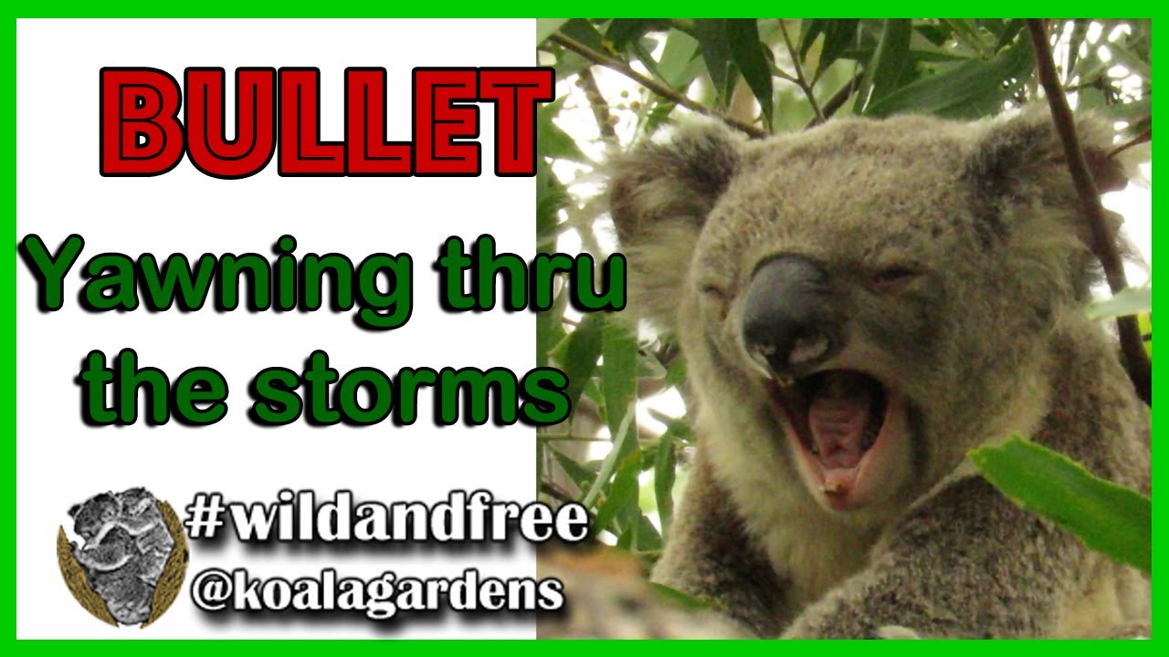 Yawning Koala Koala Phascolarctos Cinereus, Single Adult Yawning