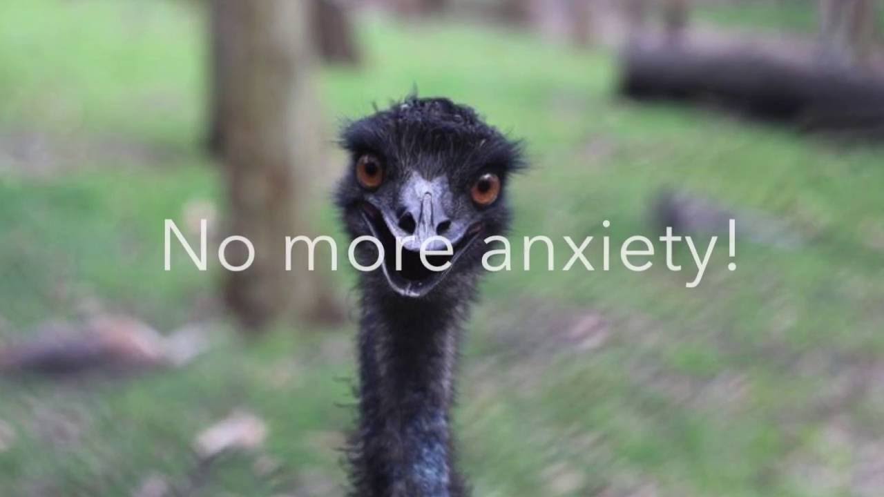 Trendlyne: be a wise emu - YouTube