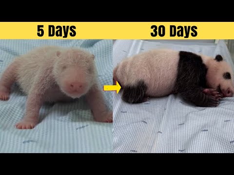 Baby Rio Turns 1 Month Old! Indonesia’s Panda Miracle 🐼💚
