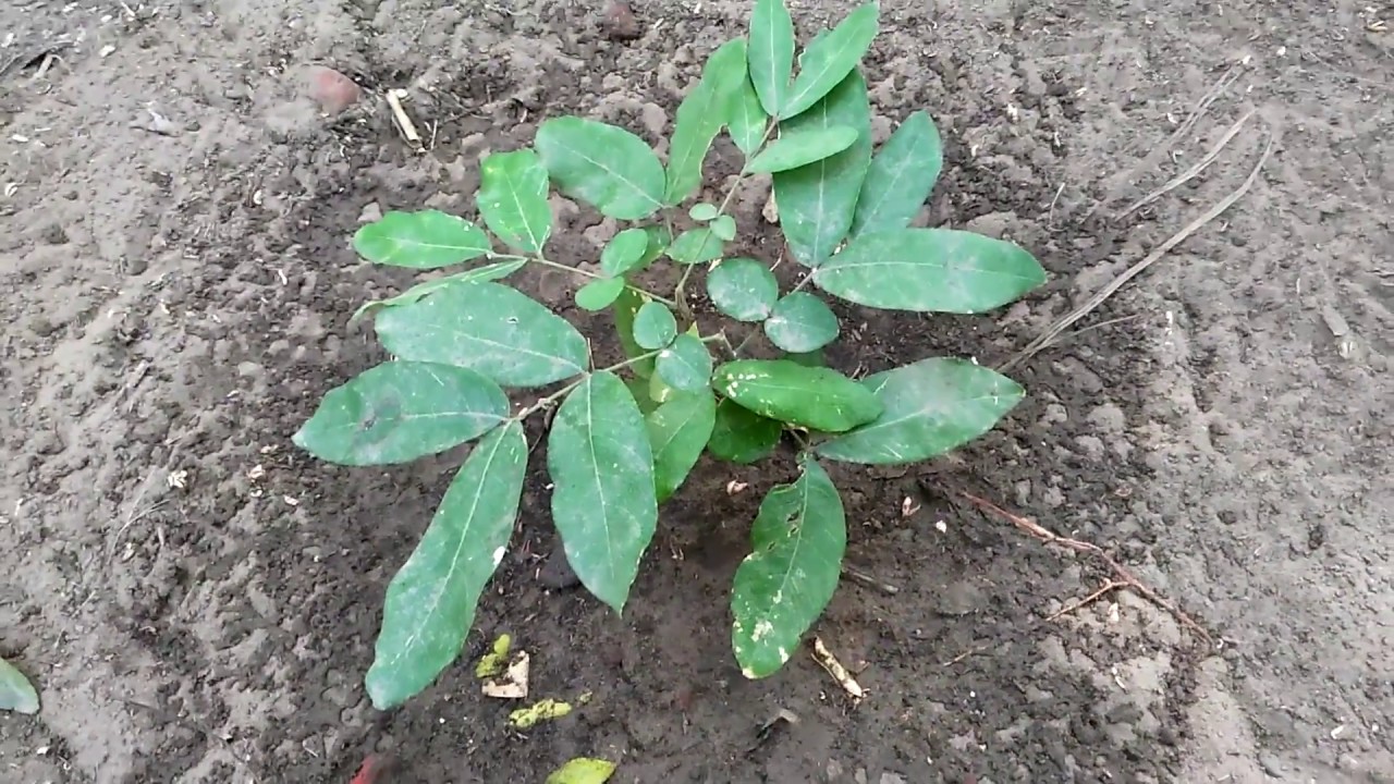 SoapNut berry/Kumkudi Kayalu/Reetha Plant - YouTube