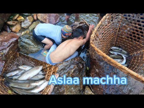FISHING 🐟 IN HIMALAYAN RIVER OF NEPAL 🇳🇵#aslaa machha ||traditional way ...