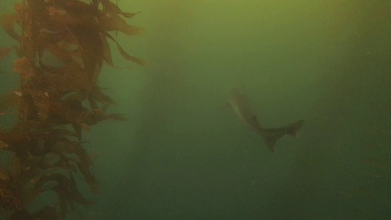 Soupfin Sharks (Galeorhinus galeus) - YouTube