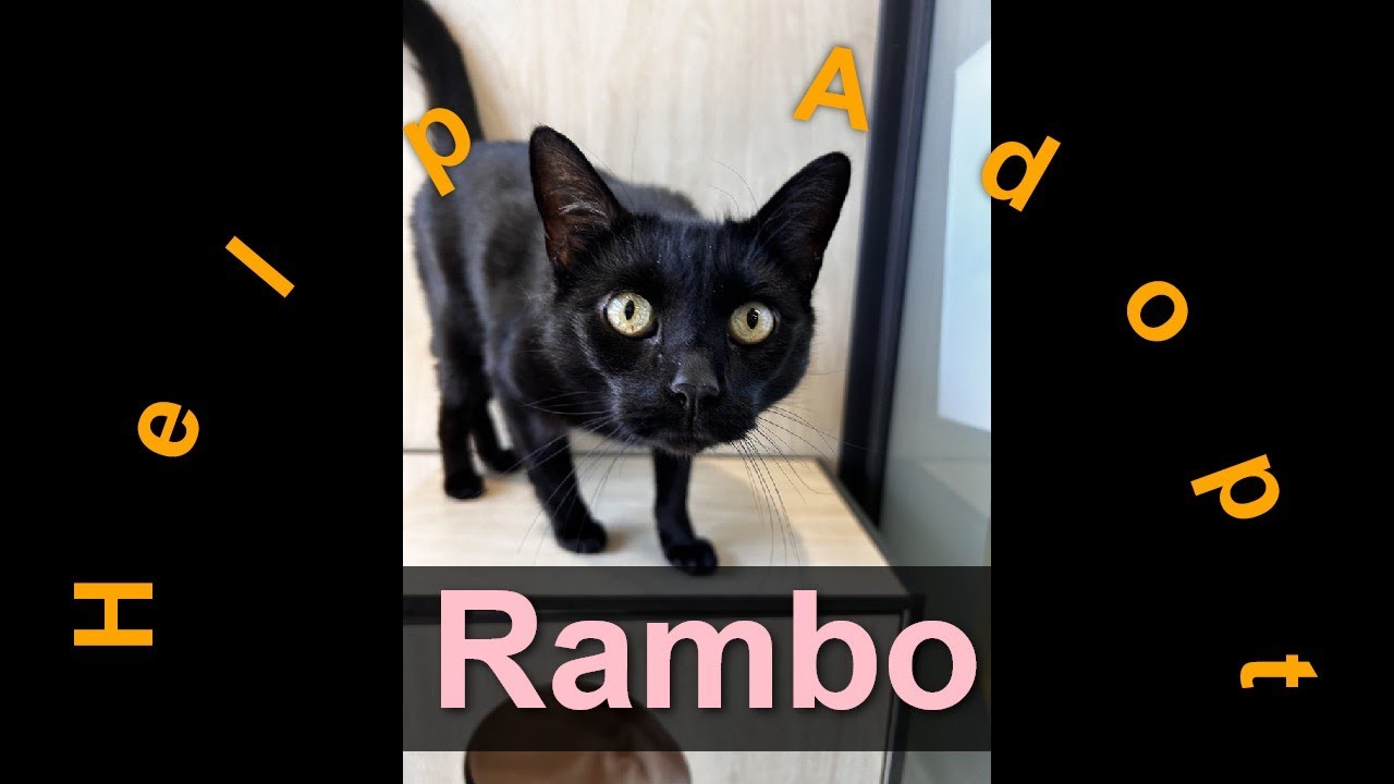 🐾Rambo has been adopted! Cat / Australia / Wingfield / Animal Welfare ...