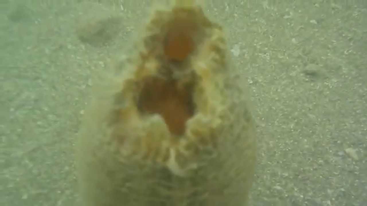 sembrando almeja chiluda - YouTube