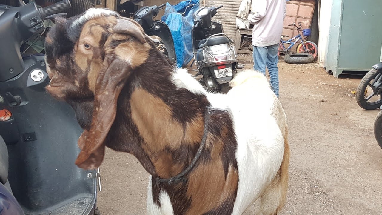 Totapuri Bakra In Mumbai. - YouTube