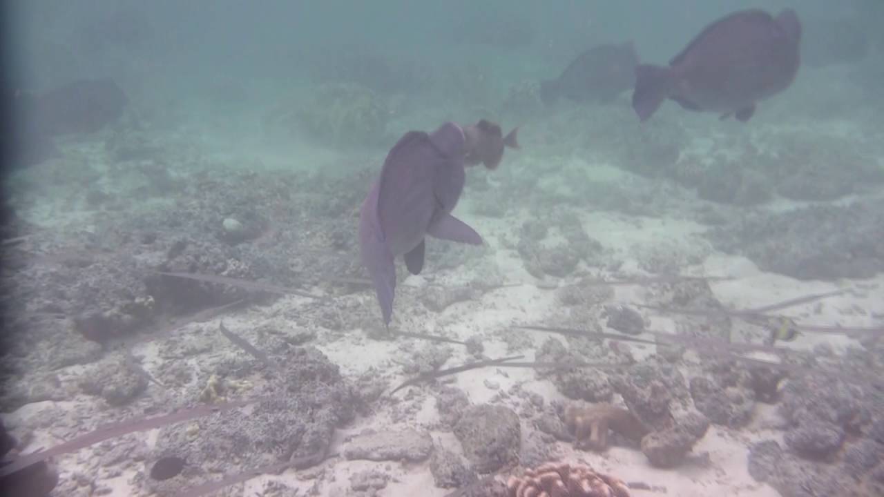Bump head parrot fish in a shallow reef off Sipadan - YouTube