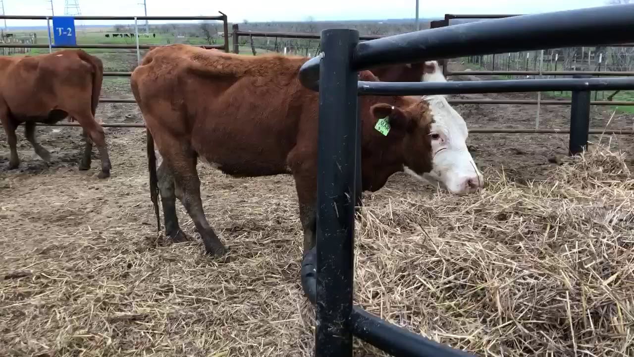 4 Red and Red Baldy Cows, #0120 | Cattle for sale - YouTube